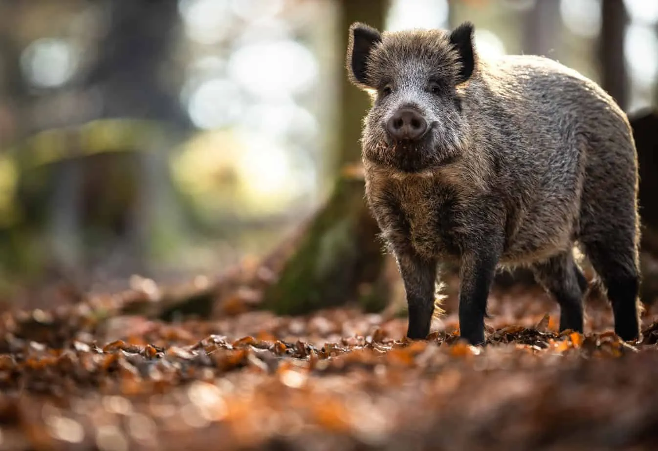 VIDEO: Pet Pigs Used as Protection by French Women – Scoop Hub